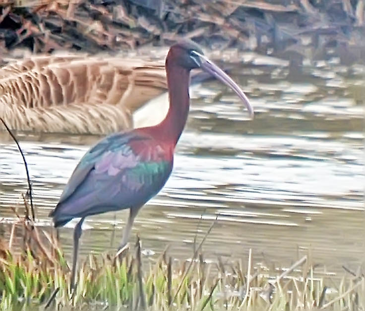 One Jackdaw Birding: Glossy Ibis