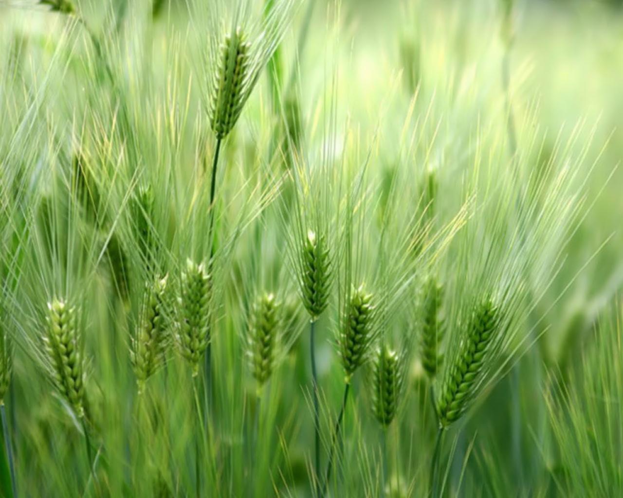 Ayurveda el arte de vivir: La cebada verde (green magma): un alcalino ...