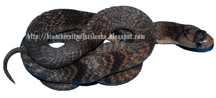 Biodiversity of Sri Lanka: නයා/නාගයා[Naya/Nagaya]/Spectacled Cobra ...