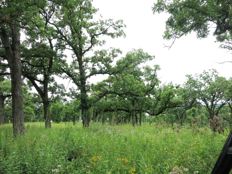 Tom's Blog: Measuring the canopy coverage of an oak savanna