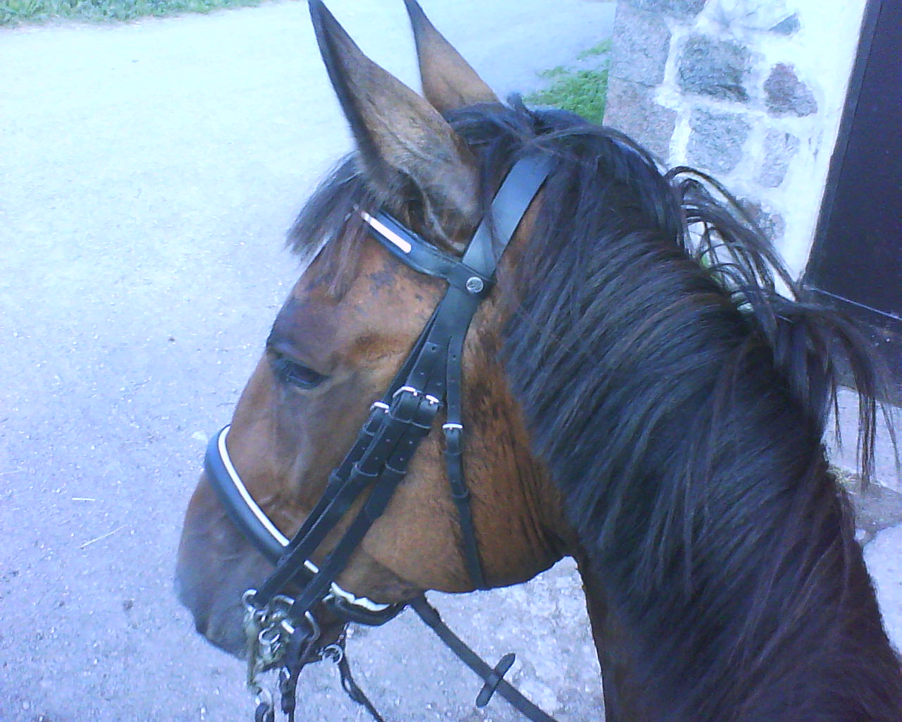 Jessica Pira: Jag ha världens finaste häst..