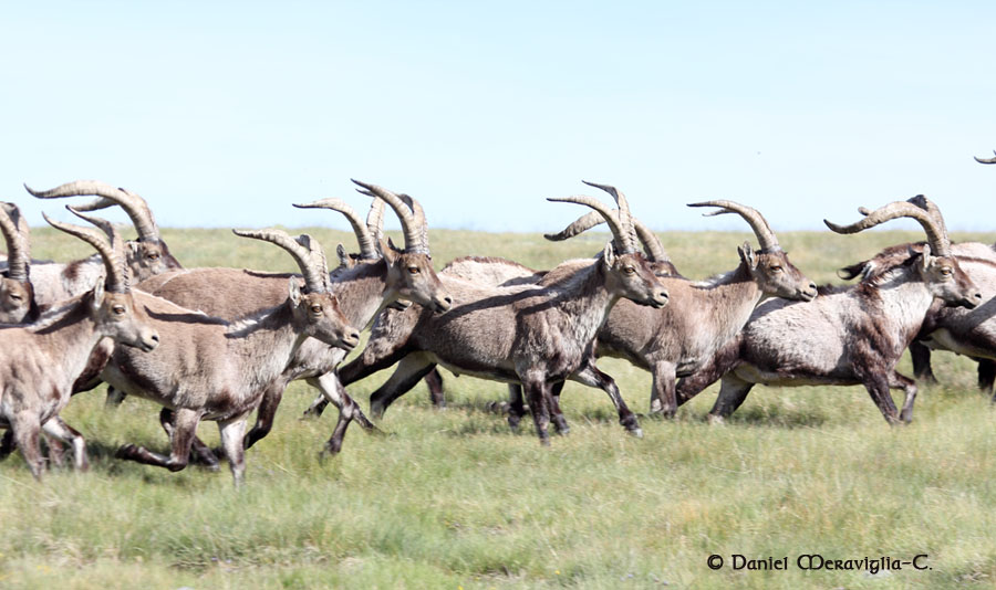 Fotos de aves by Loro: Cabra Montés (Capra pyrenaica victoriae)
