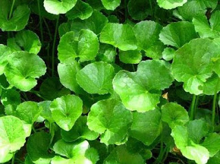 INFO KEBAIKAN DAN KHASIAT DAUN ULAM PEGAGA | AKU ANAK PAHANG