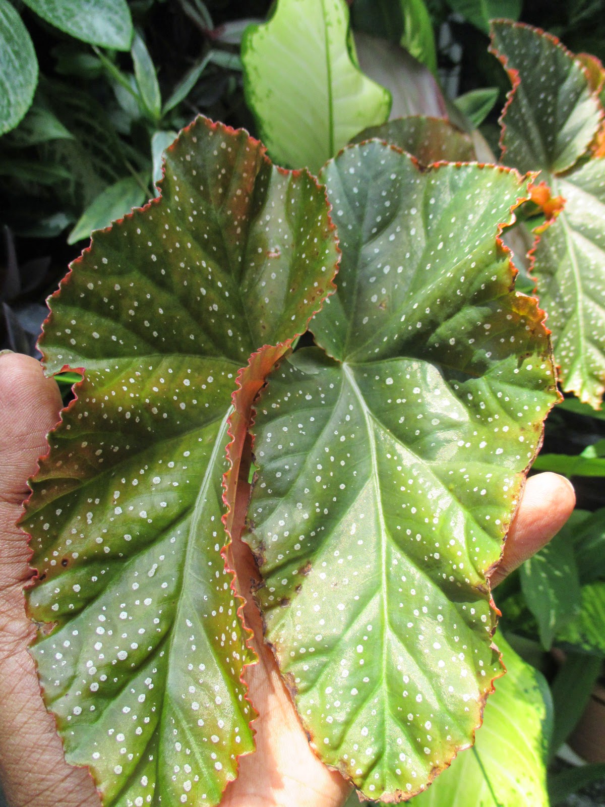 Garden Chronicles of James David: Cane Begonias - Update 2015