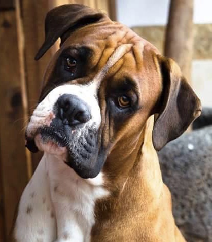 La vida de un bóxer: Picón