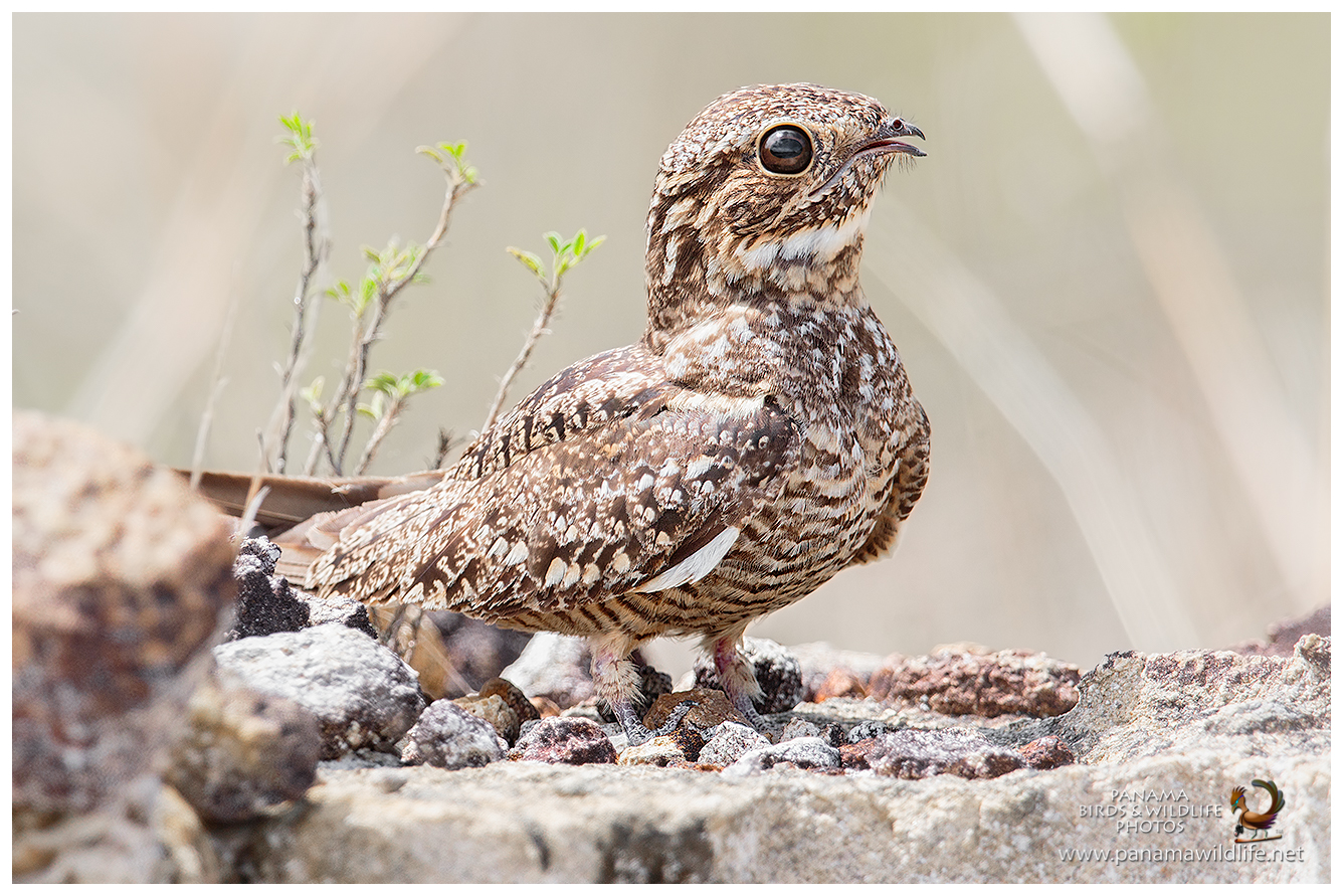 Coronado’s Dry Forest - Featured Species: Lesser Nighthawk (Chordeiles ...