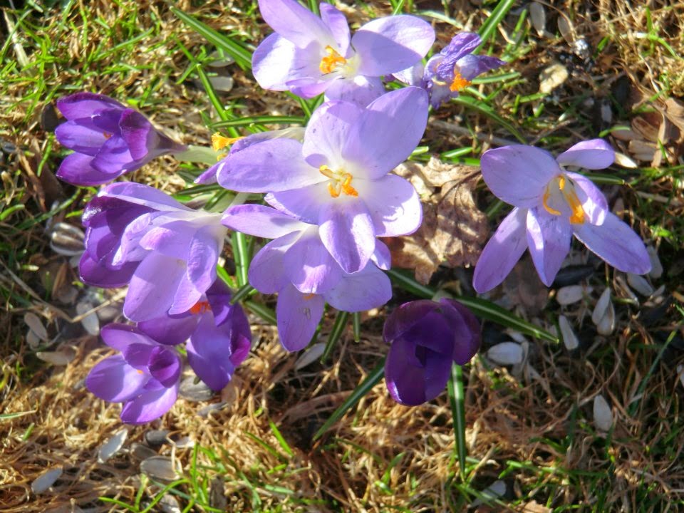 Malins bilder: Vårbilder från gården