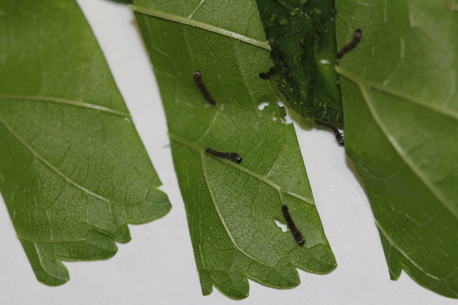 Amazing Silkworms: Eggs and Baby Silkworms