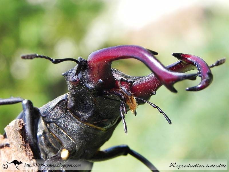 WILDLIFE GATEWAY: Envol d'un lucane