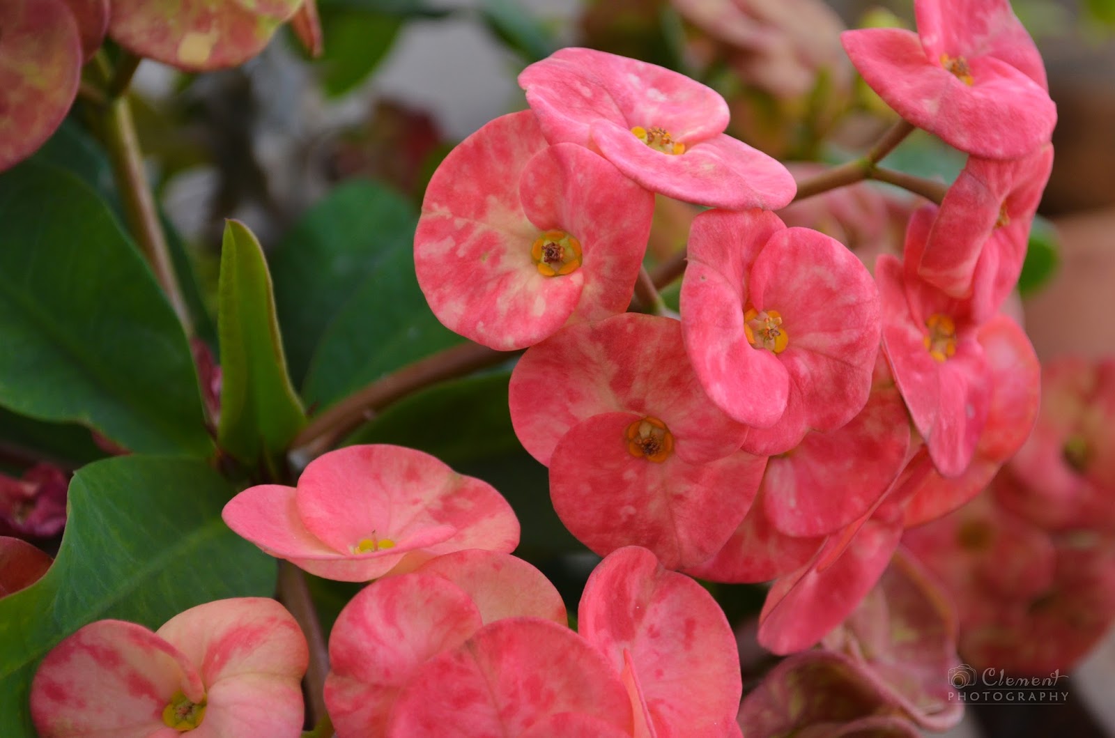 My Clicks: Euphorbia flower