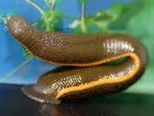 Anim Agro Technology: LINTAH