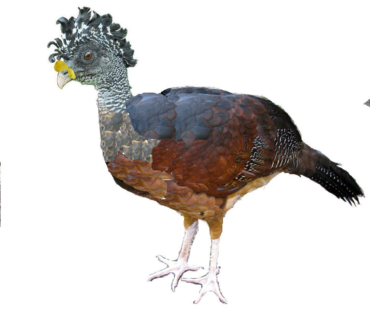 ALDEA BELEJU-PAJUIL CHICAMAN: ALDEA EL PAJUIL, CHICAMAN, QUICHE, GUATEMALA