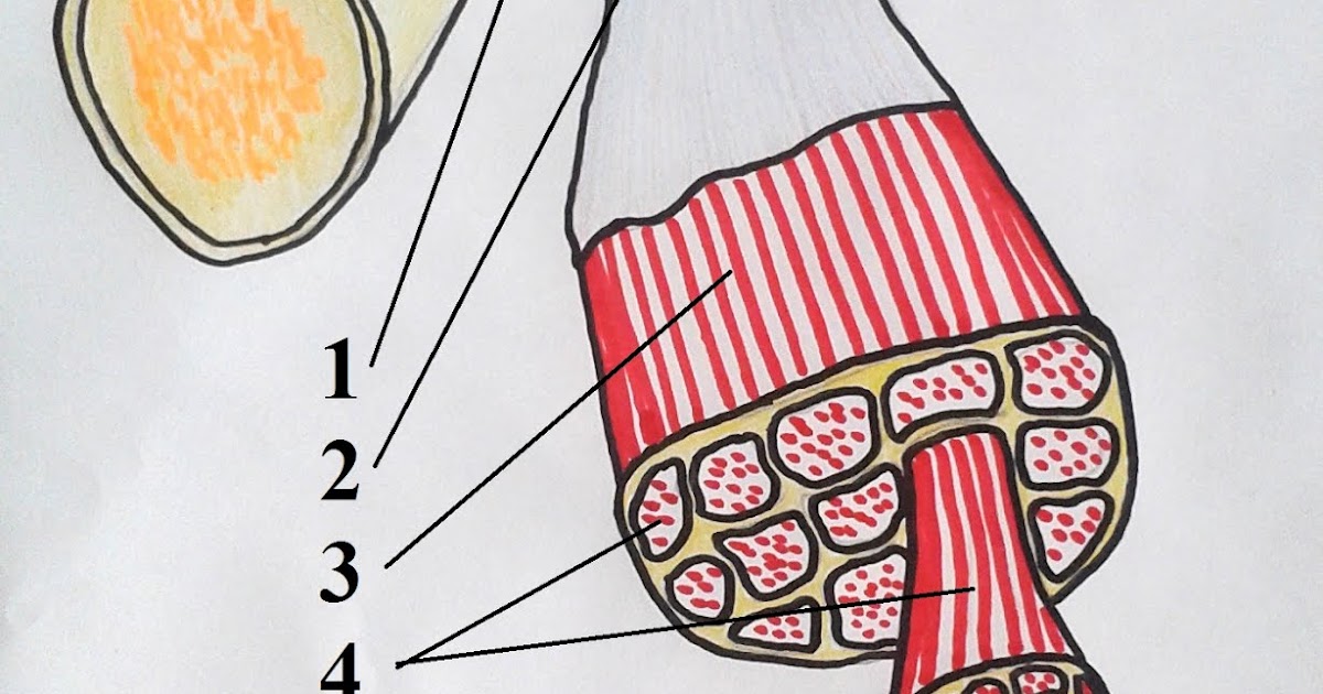 S úctou ku koňom: Anatómia a fyziológia svalu