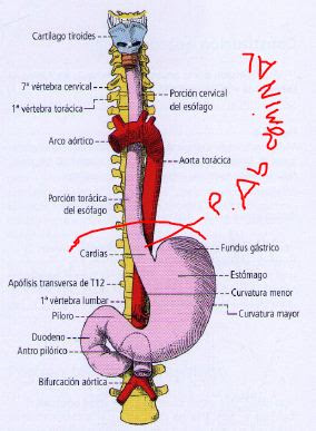 Unidad V - Abdomen, órganos intraperitoneales "Esofago ...
