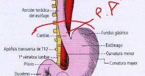 Unidad V - Abdomen, órganos intraperitoneales "Esofago ...