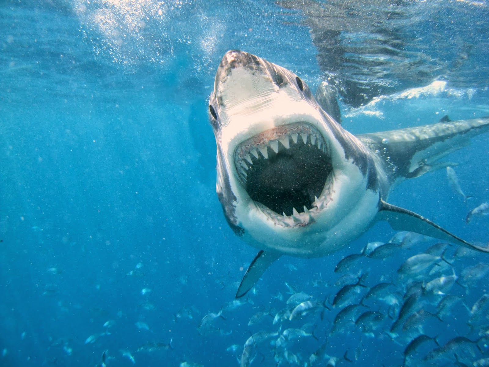 Ikan Hiu - Perumperindo.co.id