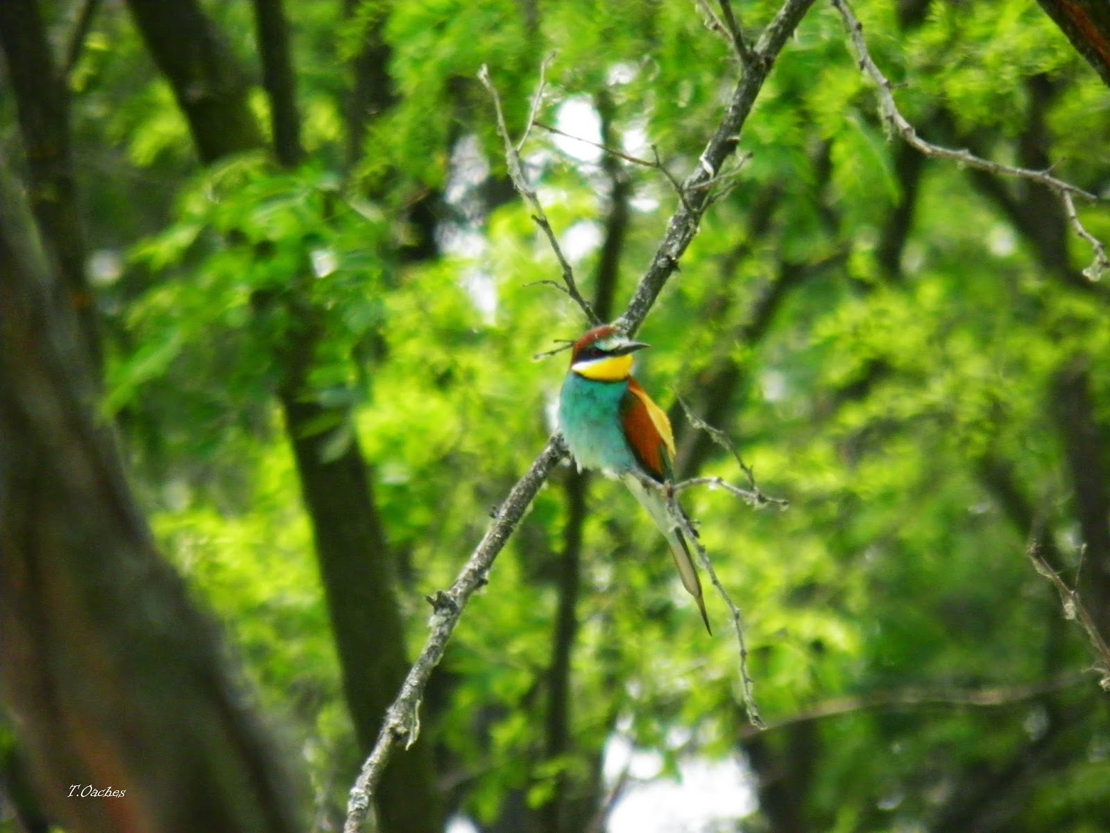 PASARI DIN ROMANIA: PRIGORIE, Merops apiaster