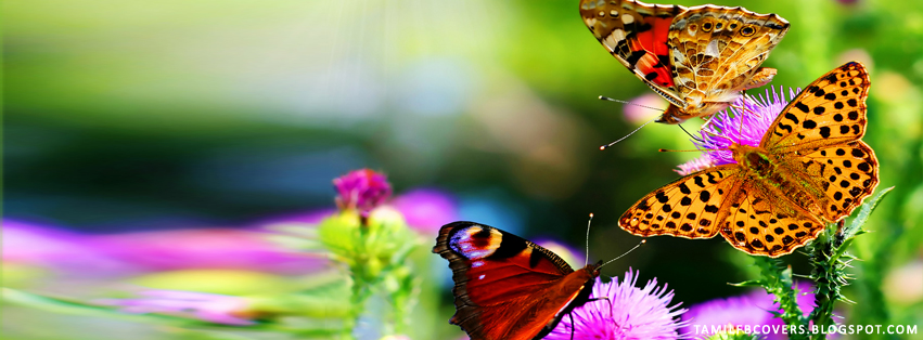 My India FB Covers: Three Butterflies - Butterflies FB Cover