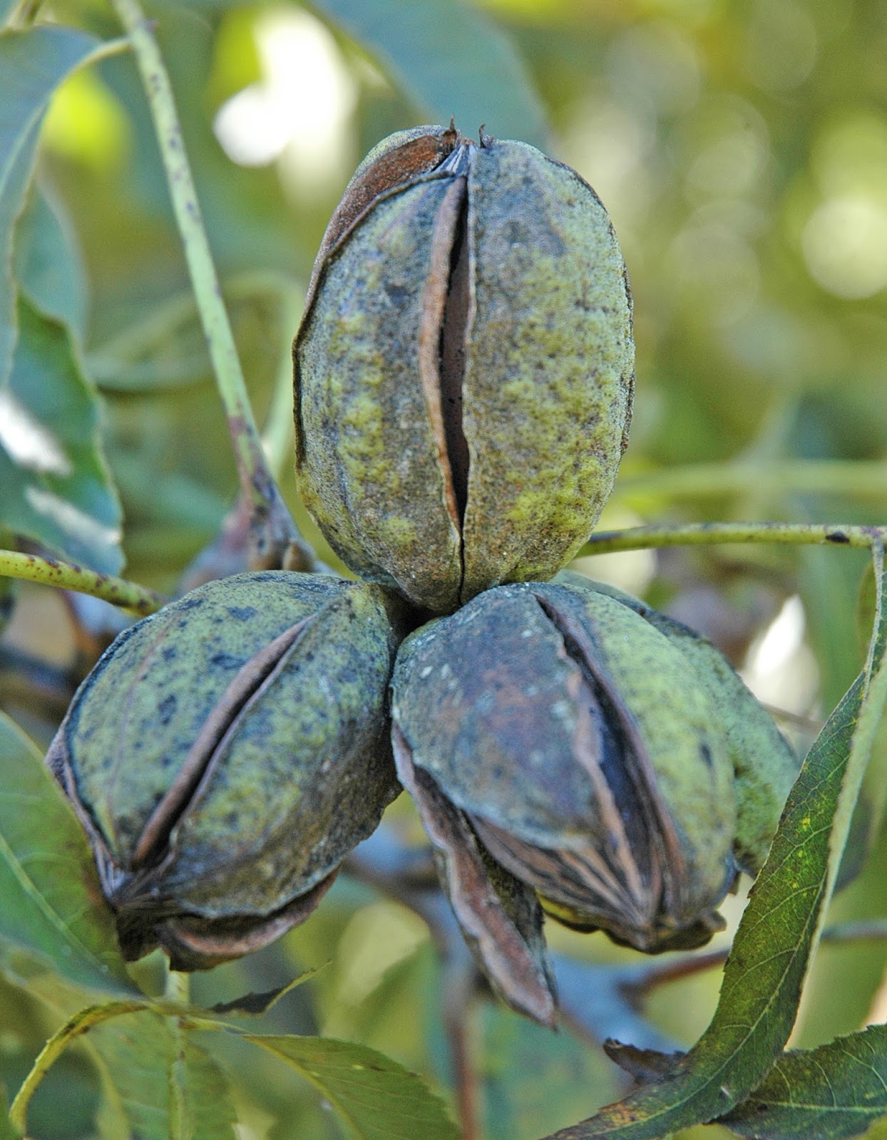 Northern Pecans: More early ripening pecan cultivars