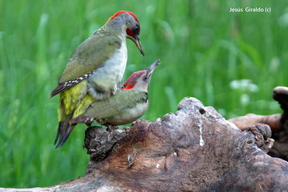 Jesús Giraldo Gutiérrez del Olmo. Visión natural: PITO REAL