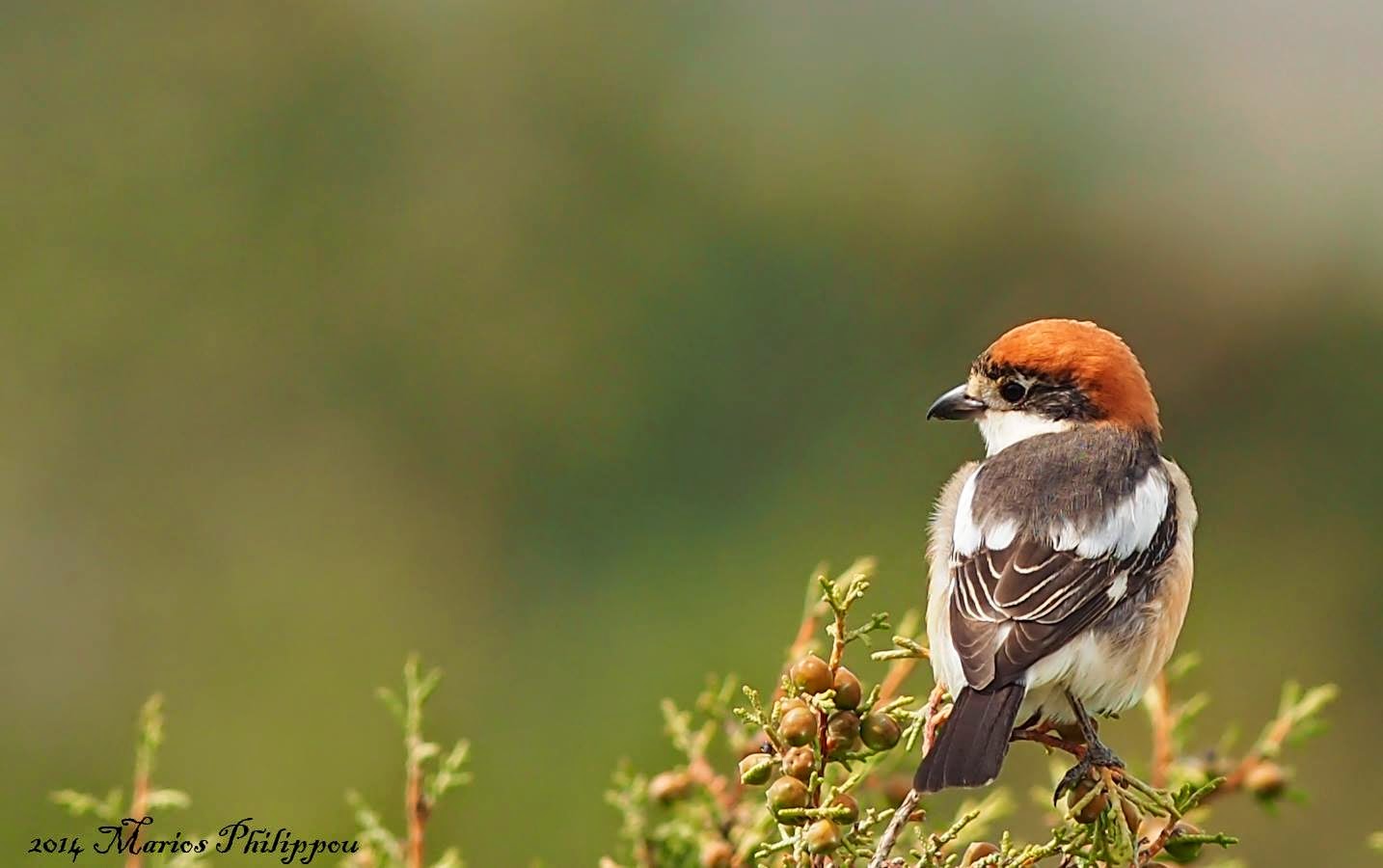 Bird: Woodchat Shrike, Lanius senator, κοκκινοκεφαλάς ~ Birds of Cyprus