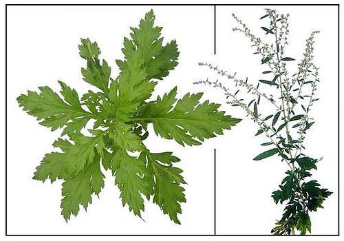 Dayana Leaves & ritual of Jagannath Temple — PURIWAVES