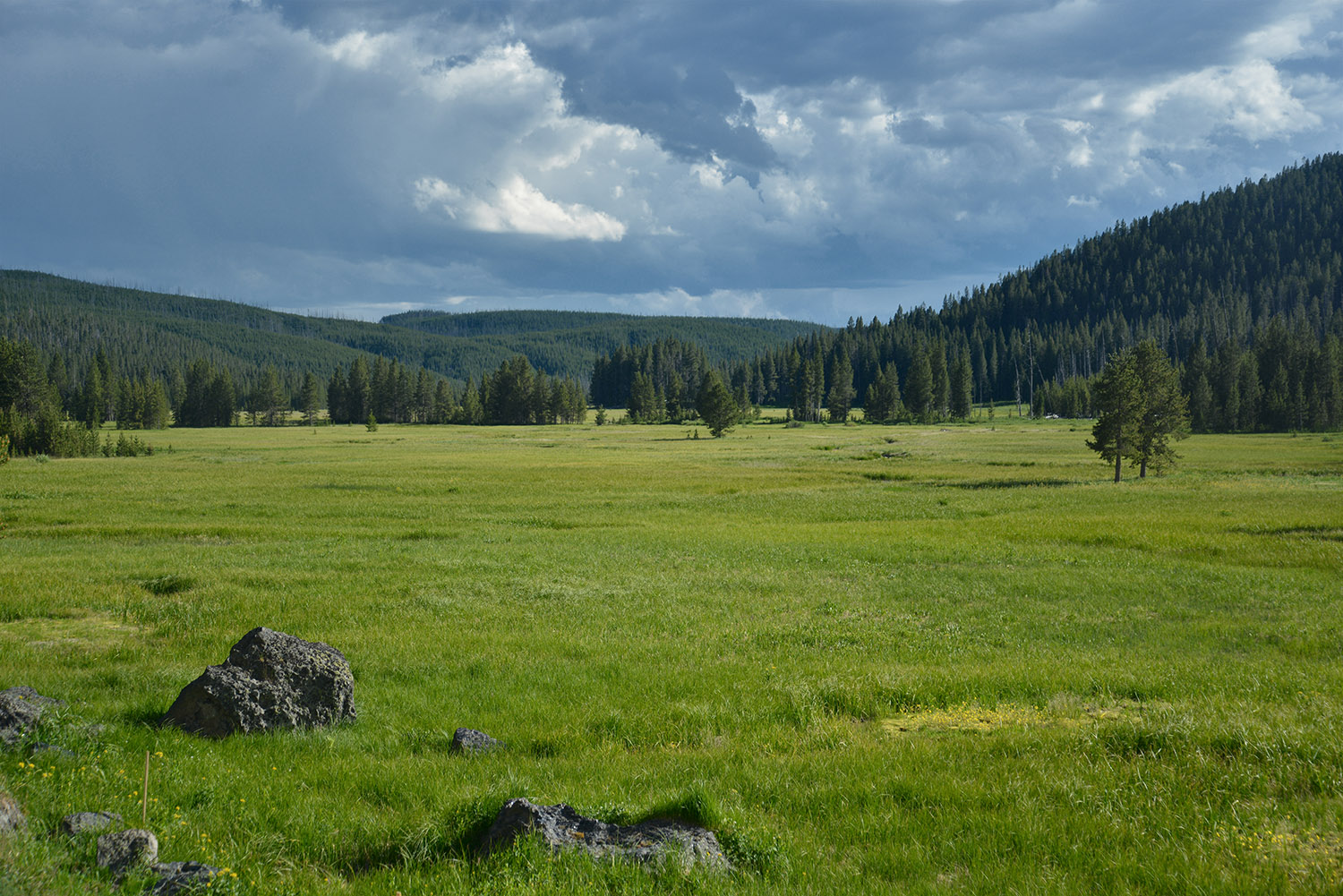 Yellowstone: Obsidian Cliff - light-in-leaves