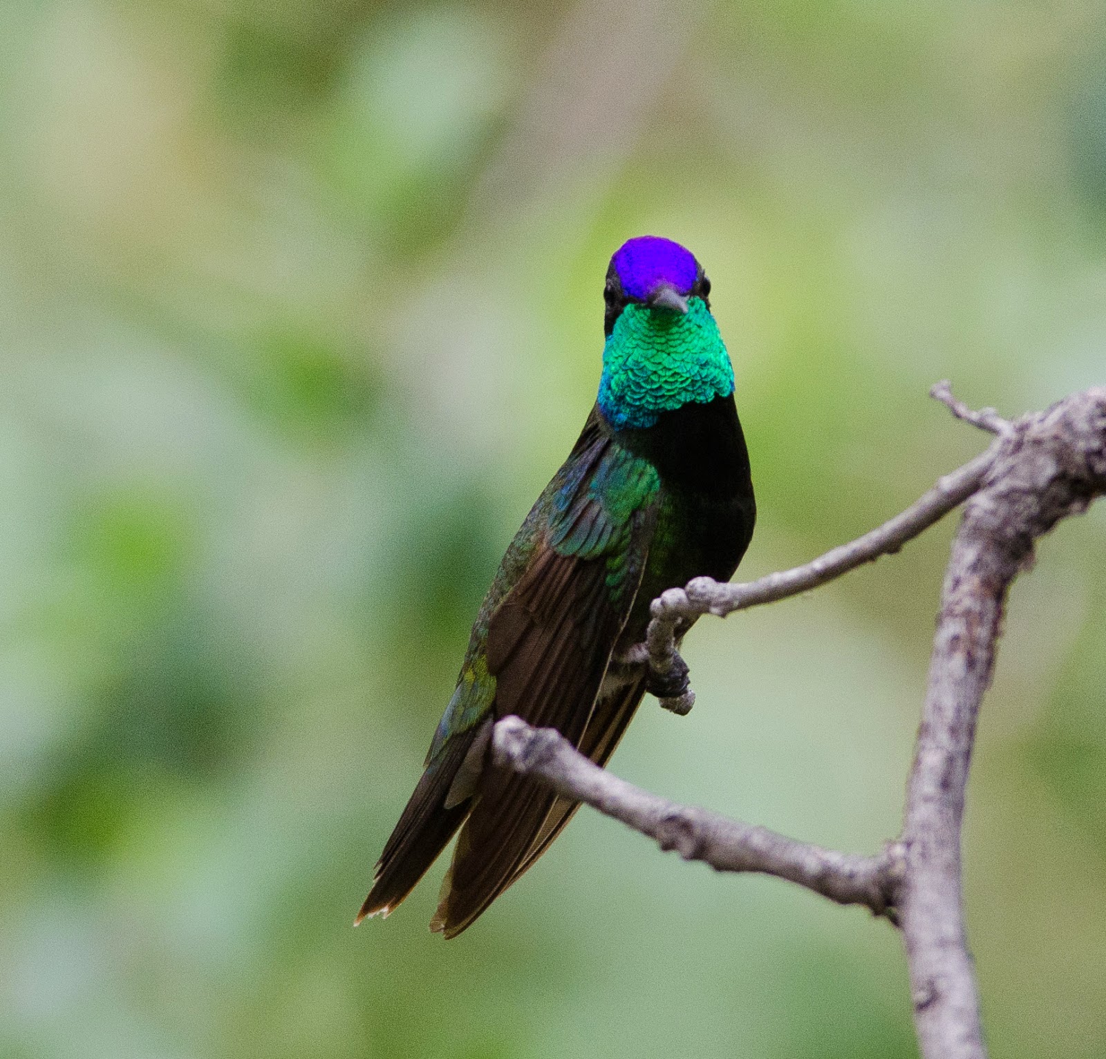 Gordon's Birding Adventures: Hummingbirds in Arizona