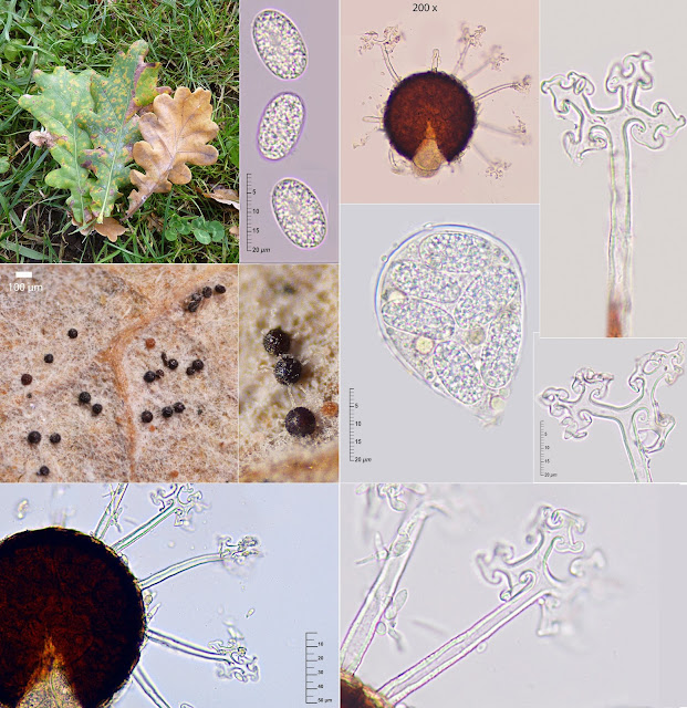 Microsphaera alphitoides Griff. y Maubl. • CEMAS • Orden Erysiphales
