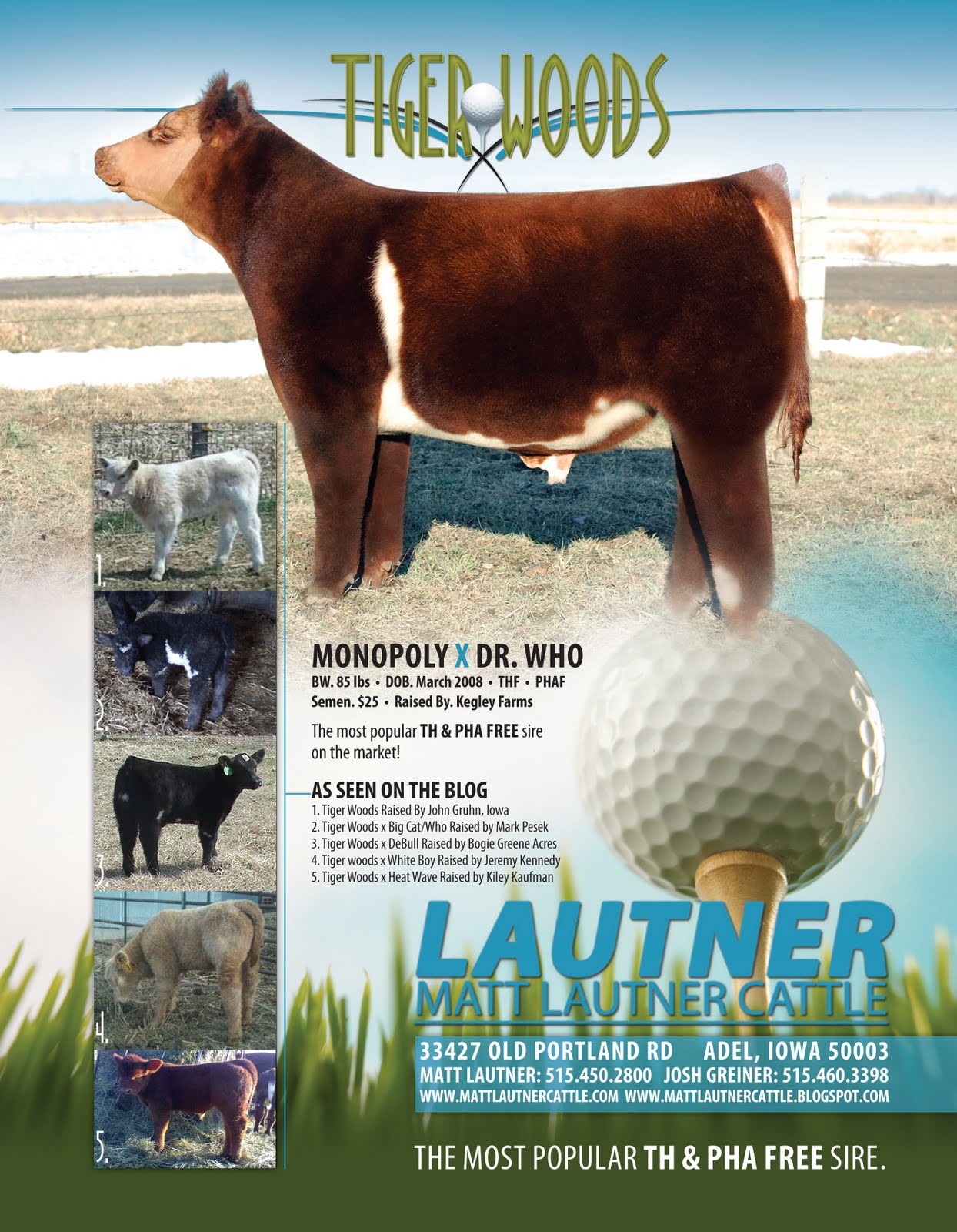 Stephanie Steck can sure design a beautiful ad | Matt Lautner Cattle