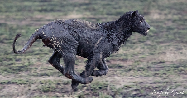 HD Animals: black lions