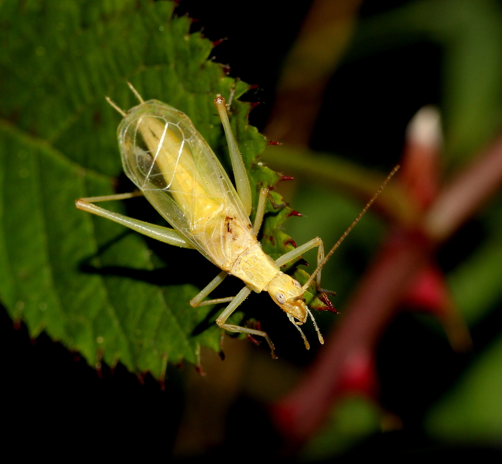 Listening in Nature: Four-spotted Tree Crickets: more tales from the ...