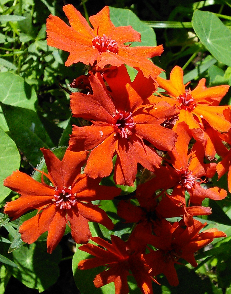 In The Garden: Orange Flowers