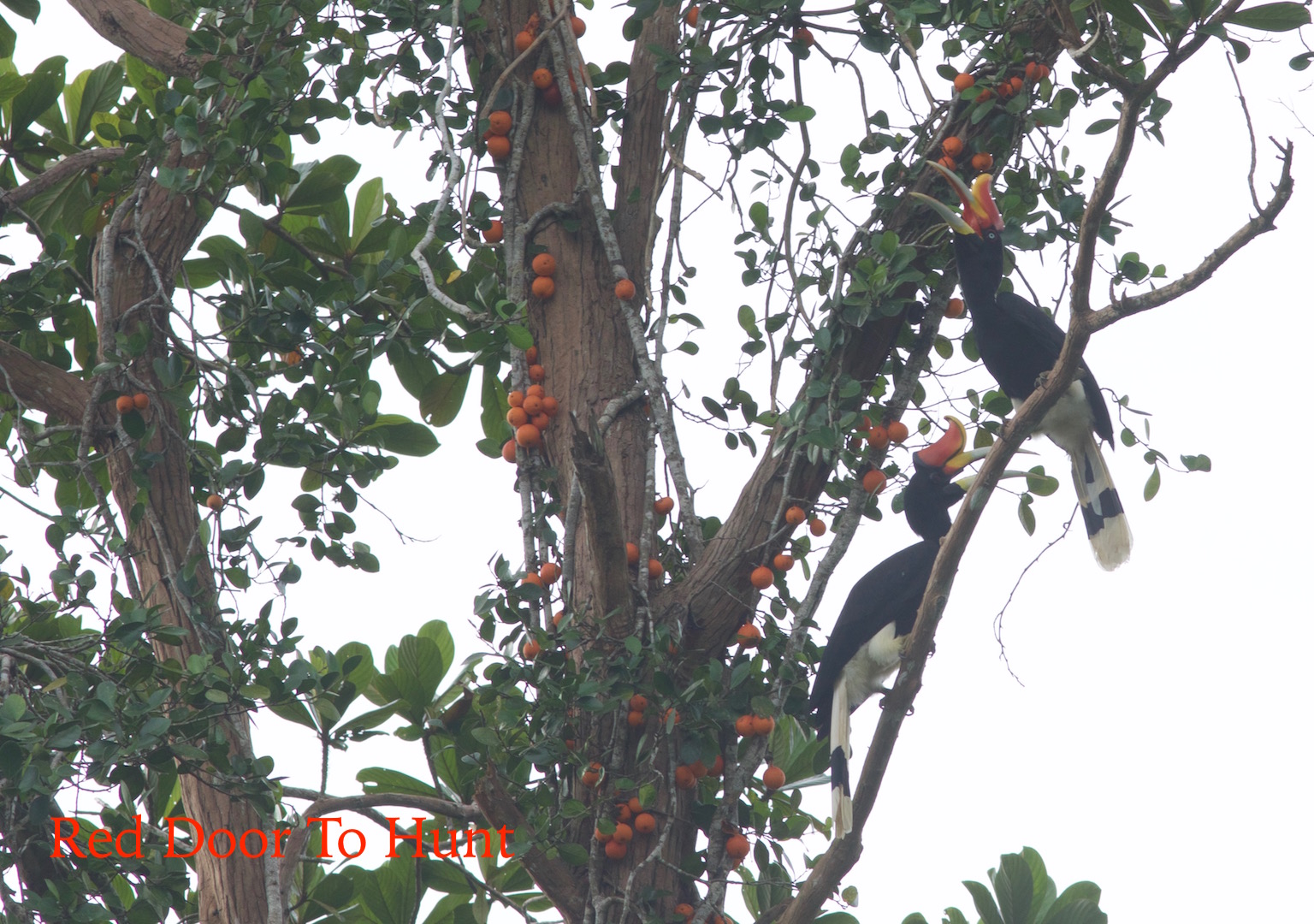 RED Door To Hunt: Konservasi Burung Enggang Badak Di Sungai Panjang ...