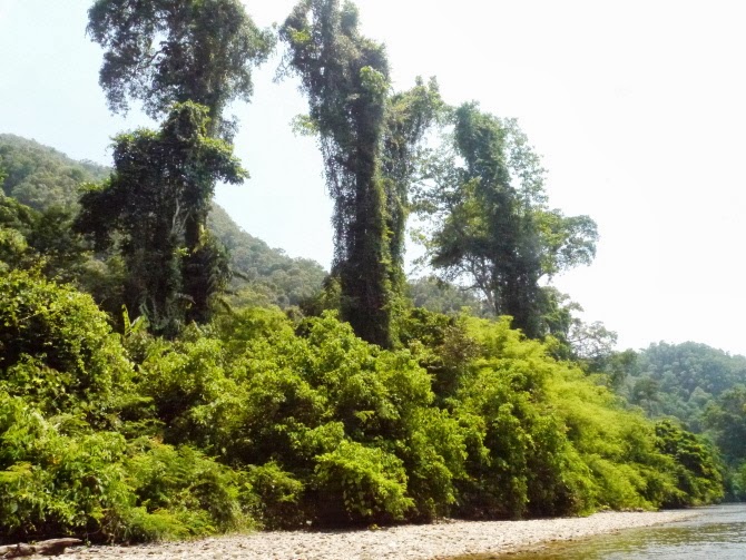 SY Sophia: Visiting the Gunung Mulu National Park, part 2, the animals ...