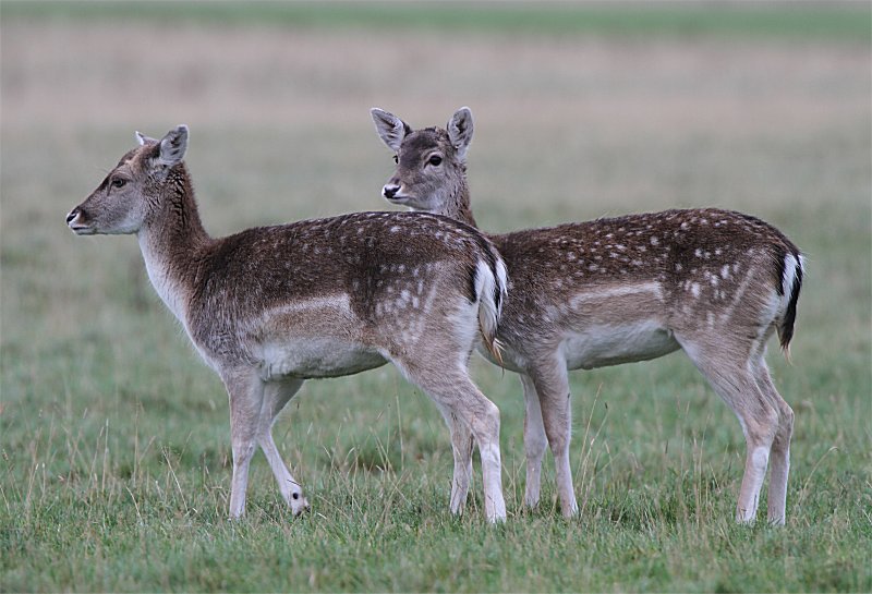 Murfs Wildlife : Fallow Deer