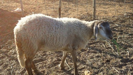 GENETIC IMPROVEMENT FOR AFRICA: A report on the Performance of ...