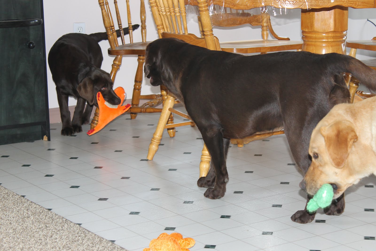 BUCK MOUNTAIN LABRADORS: MORE SILLY LAB DOGS AND THEIR NEW TOYS!