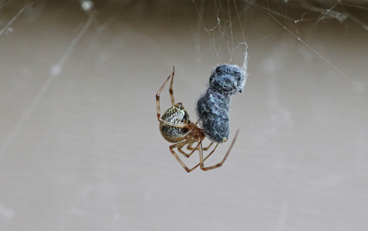 MObugs: American House Spider