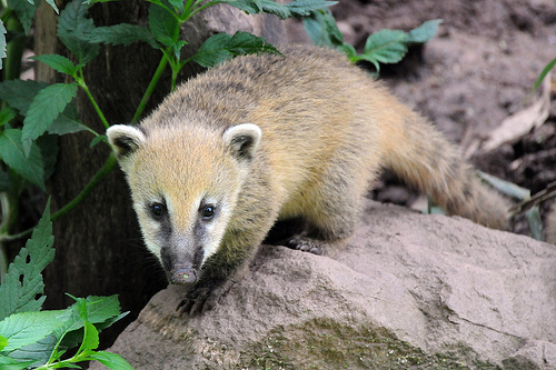 Coati | The Life of Animals