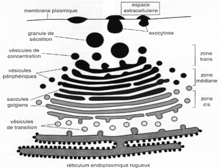mybiologie: APPAREIL DE GOLGI