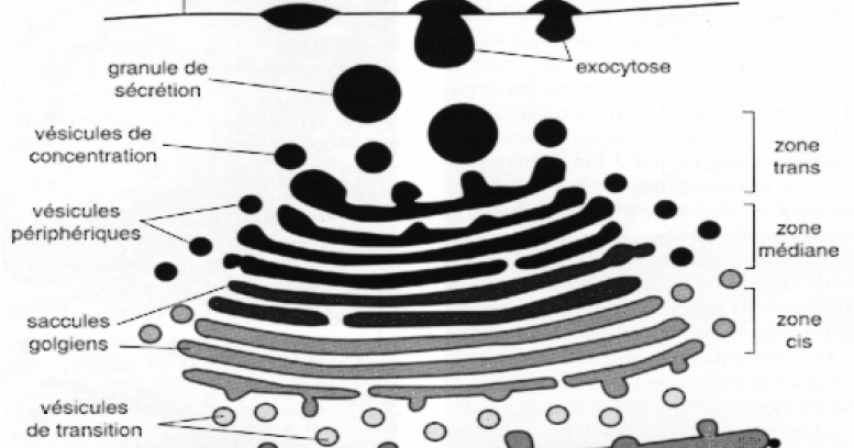 mybiologie: APPAREIL DE GOLGI