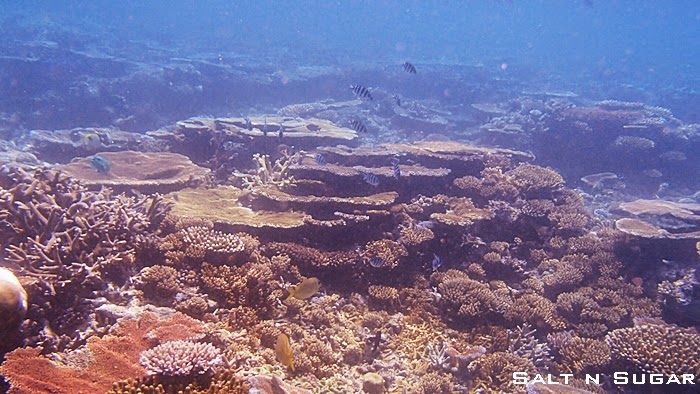 Salt and Sugar: Cairns – Reef Magic Moore Reef Pontoon – 唯一的5 Hours on ...