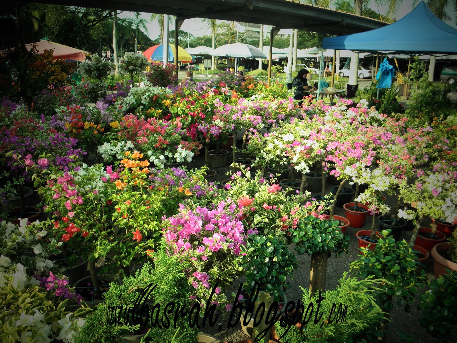 20+ Kedai Bunga Brunei, Ide Terkini!