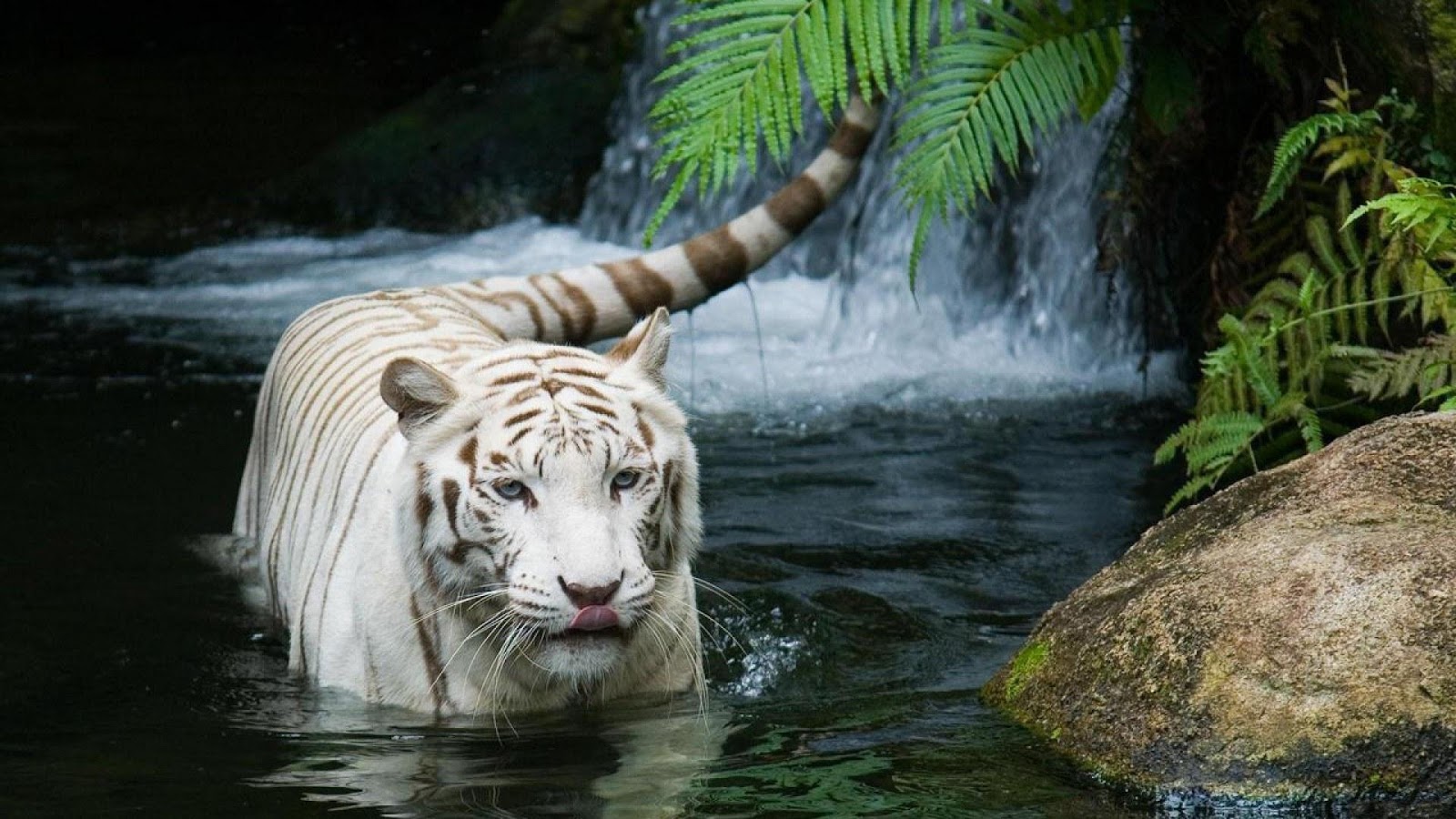 Witte tijger in water met waterval | HD Wallpapers