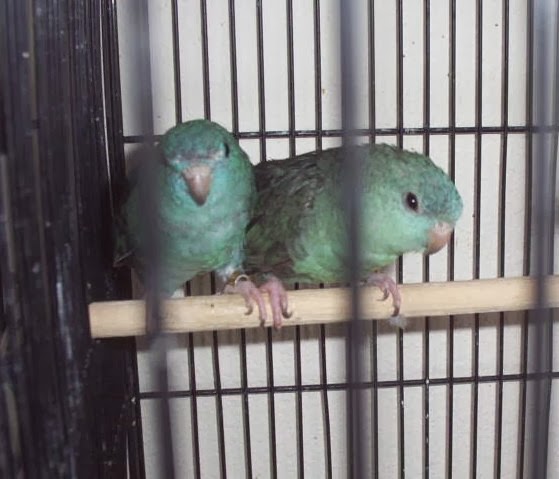 The Splendid Bourke Bird Blog: New Peeps in the House! Linnie Eggs Have ...