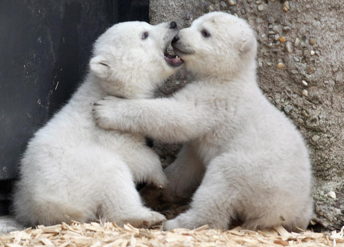 Imagini comice cu animale: baby polar bear-Schimbările climatice este ...