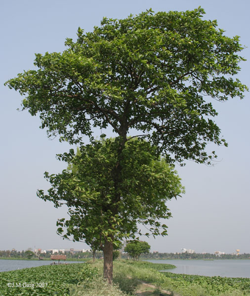 Perforated Flowers - Anthocephalus cadamba