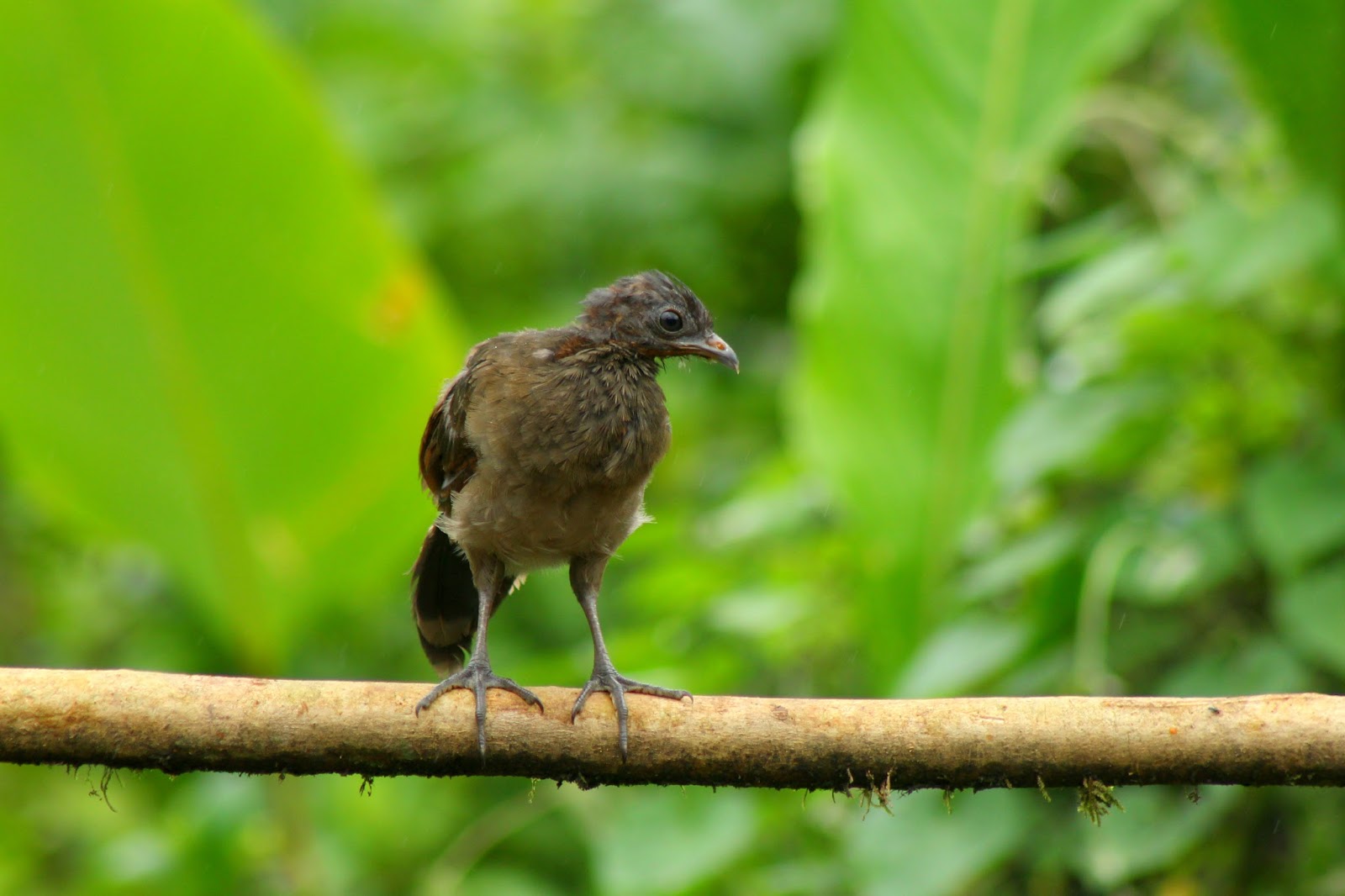 Tico Birder: Sendero Bogarín