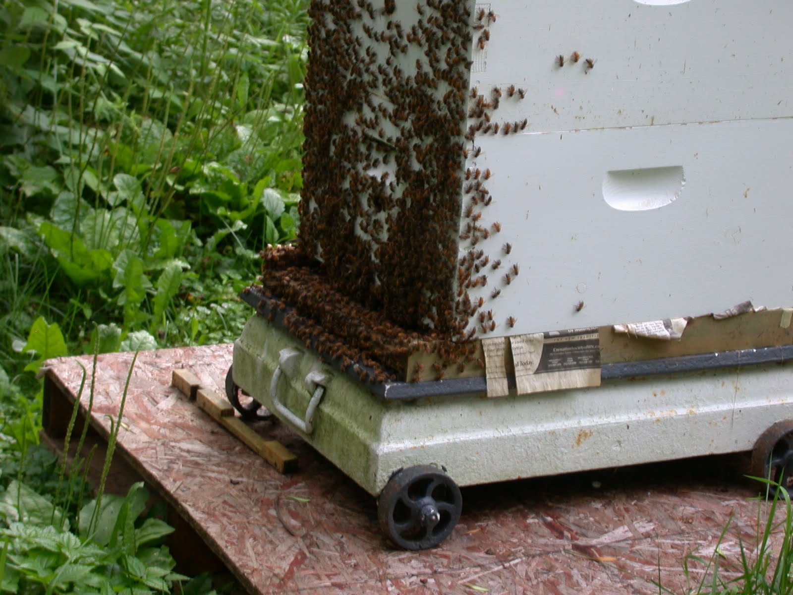 what-should-i-be-doing-with-my-bees-this-month-the-flow-update